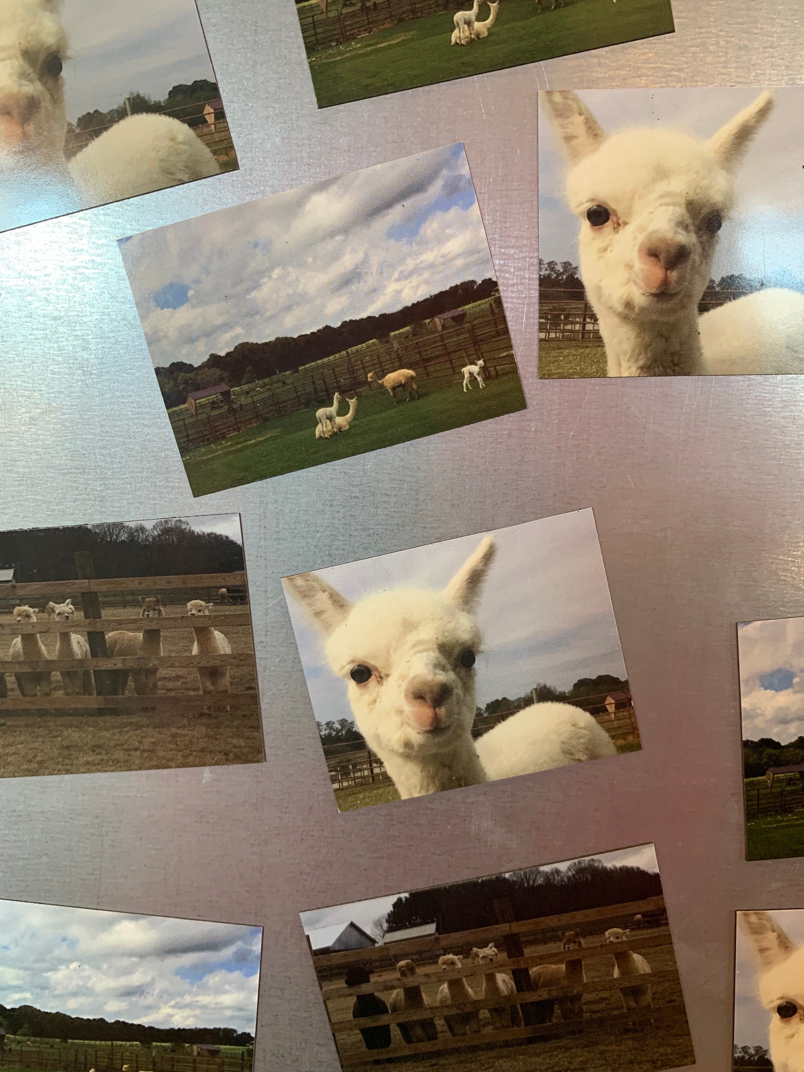 Small Magnets | Carolina Sunshine Alpaca Farm